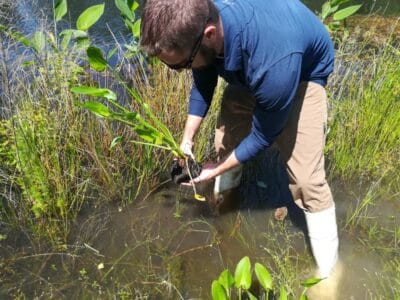 Benefits of Littoral Plants - Florida Waterways, Inc.