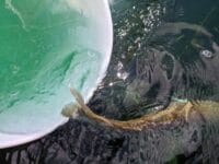 Triploid Grass Carp - Grass Carp Stocking - Florida Waterways, Inc.