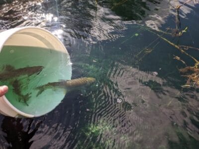 Triploid Grass Carp - Grass Carp Stocking - Florida Waterways, Inc.