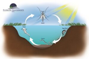 Aquatic Midge Fly Life Cycle - Florida Waterways, Inc.