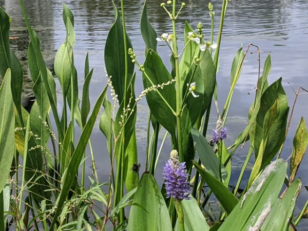 Benefits of Littoral Plants - Florida Waterways, Inc.